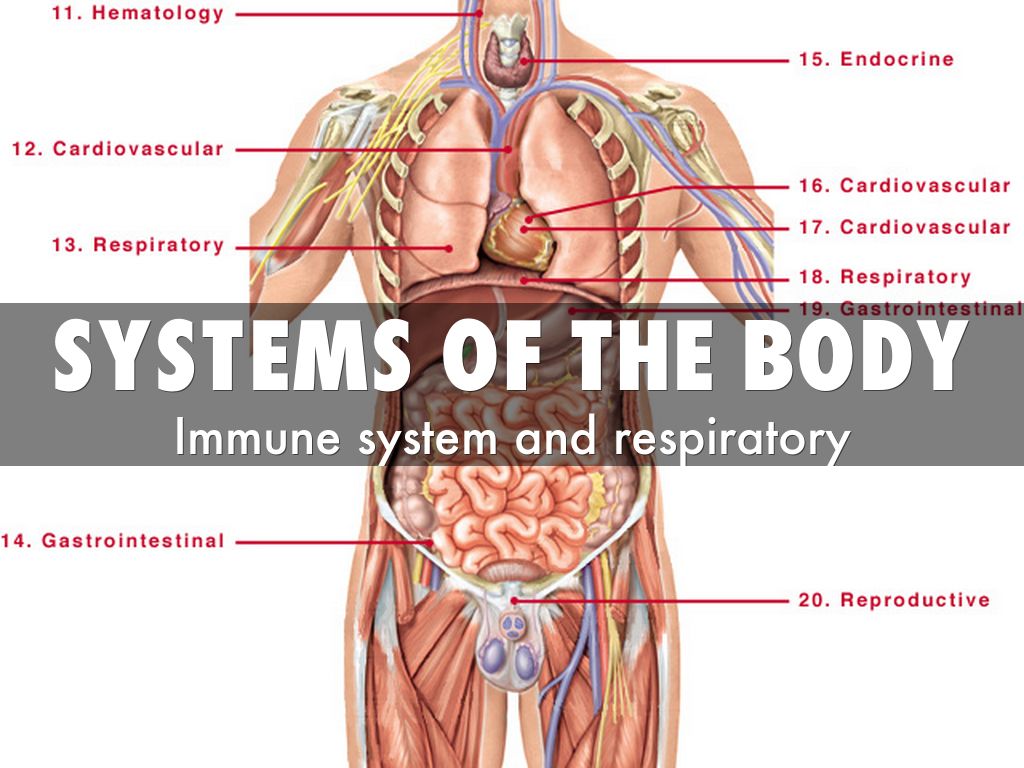 Pin On Body Systems Gambaran Pin On Body Systems Gambaran